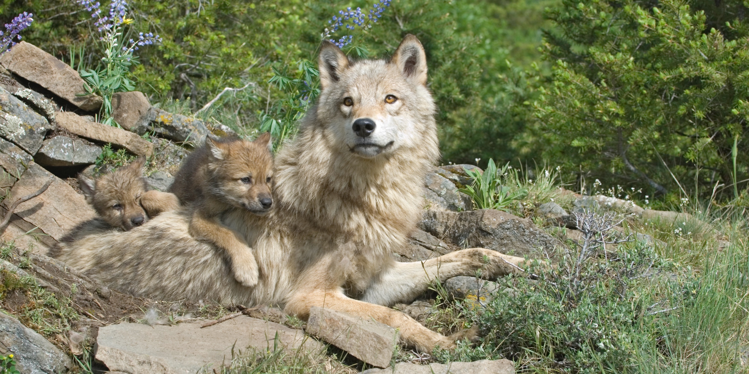The [F]law: Wolves in Sheep’s Clothing - Harvard Law School | Systemic ...